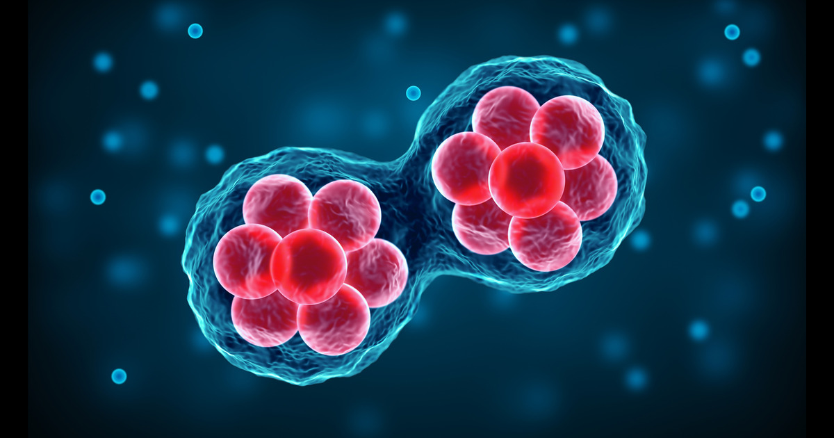 Blog | Where Do Stem Cells Come From?