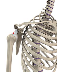 Shoulder Instability Salt Lake City | Shoulder Stabilisation Surgery ...