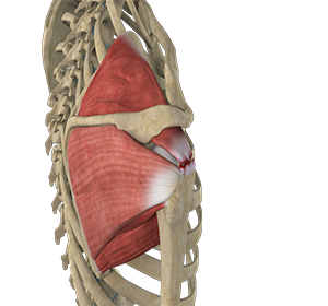 Massive Retracted Rotator Cuff Tear | Rotator Cuff Injury Washington State