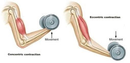 Distal Biceps Rupture Oklahoma County | Distal Bicep Injuries Oklahoma ...